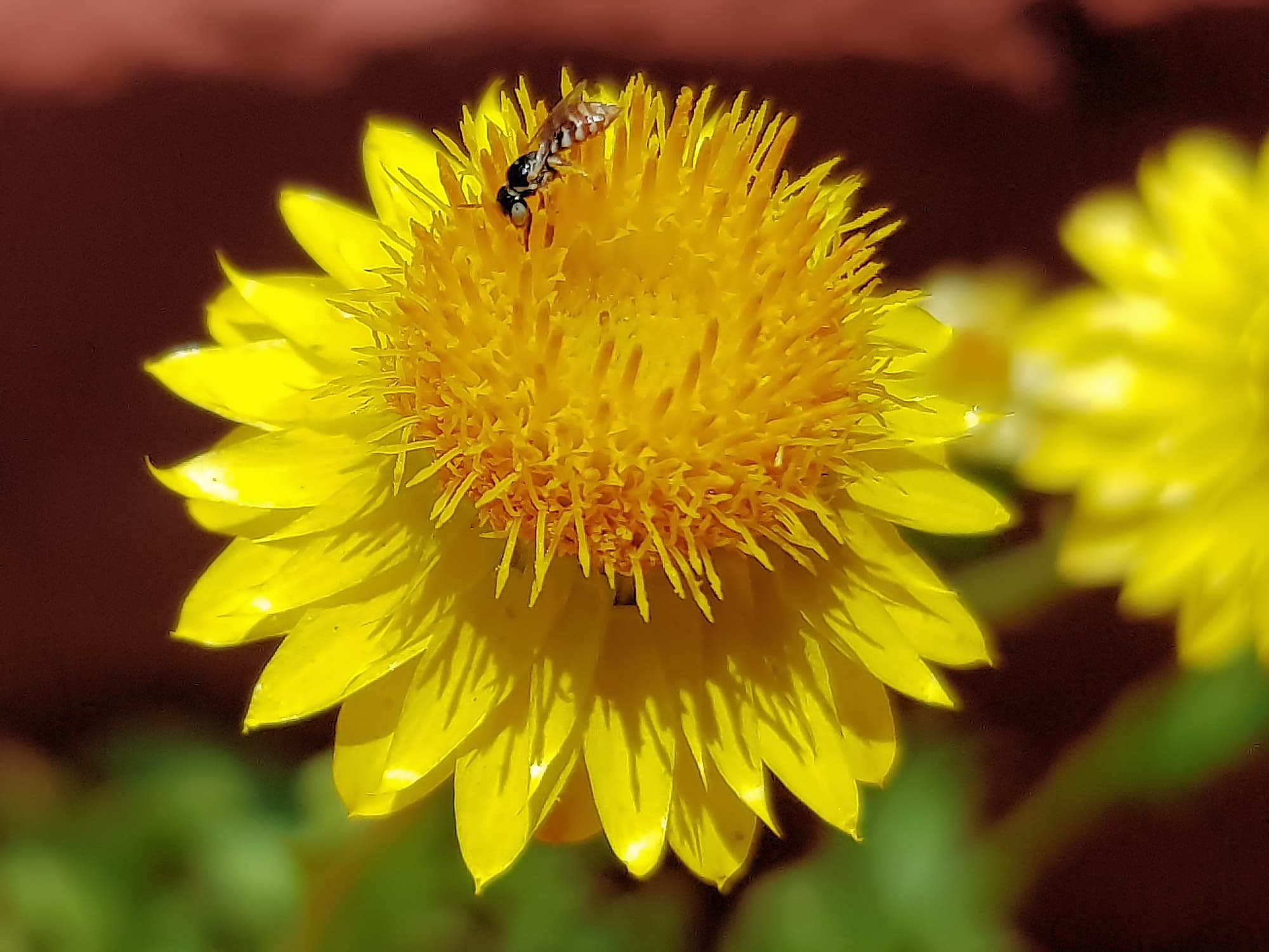Exoneurella eremophila Bee – Ausemade