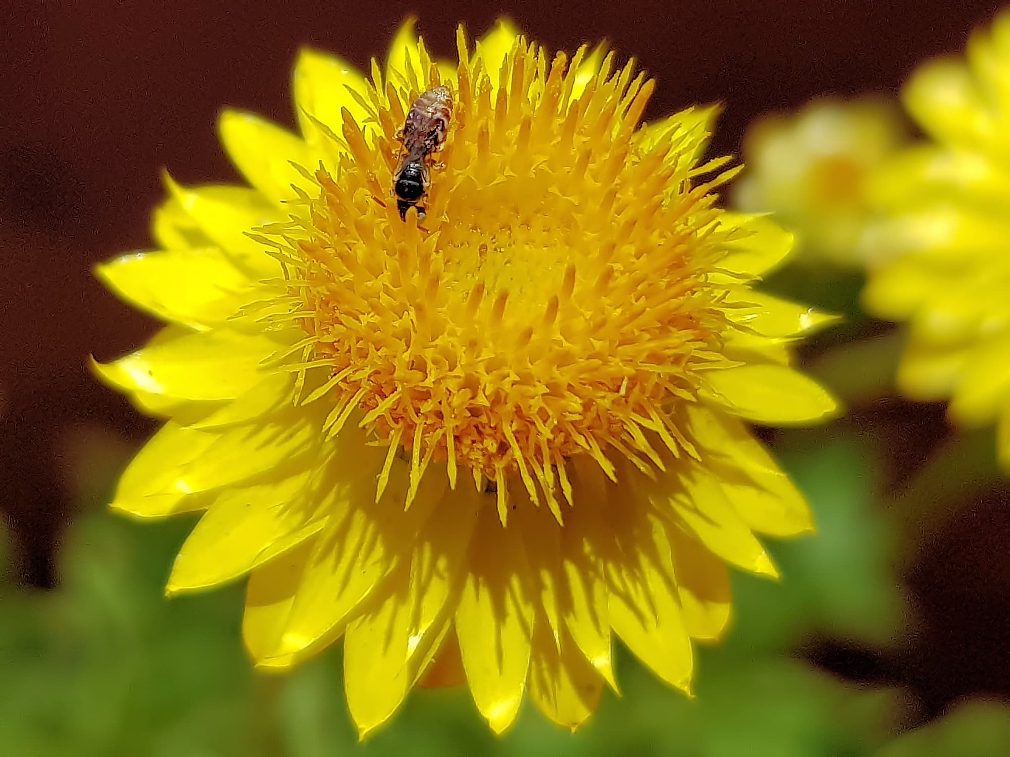 Exoneurella eremophila Bee – Ausemade