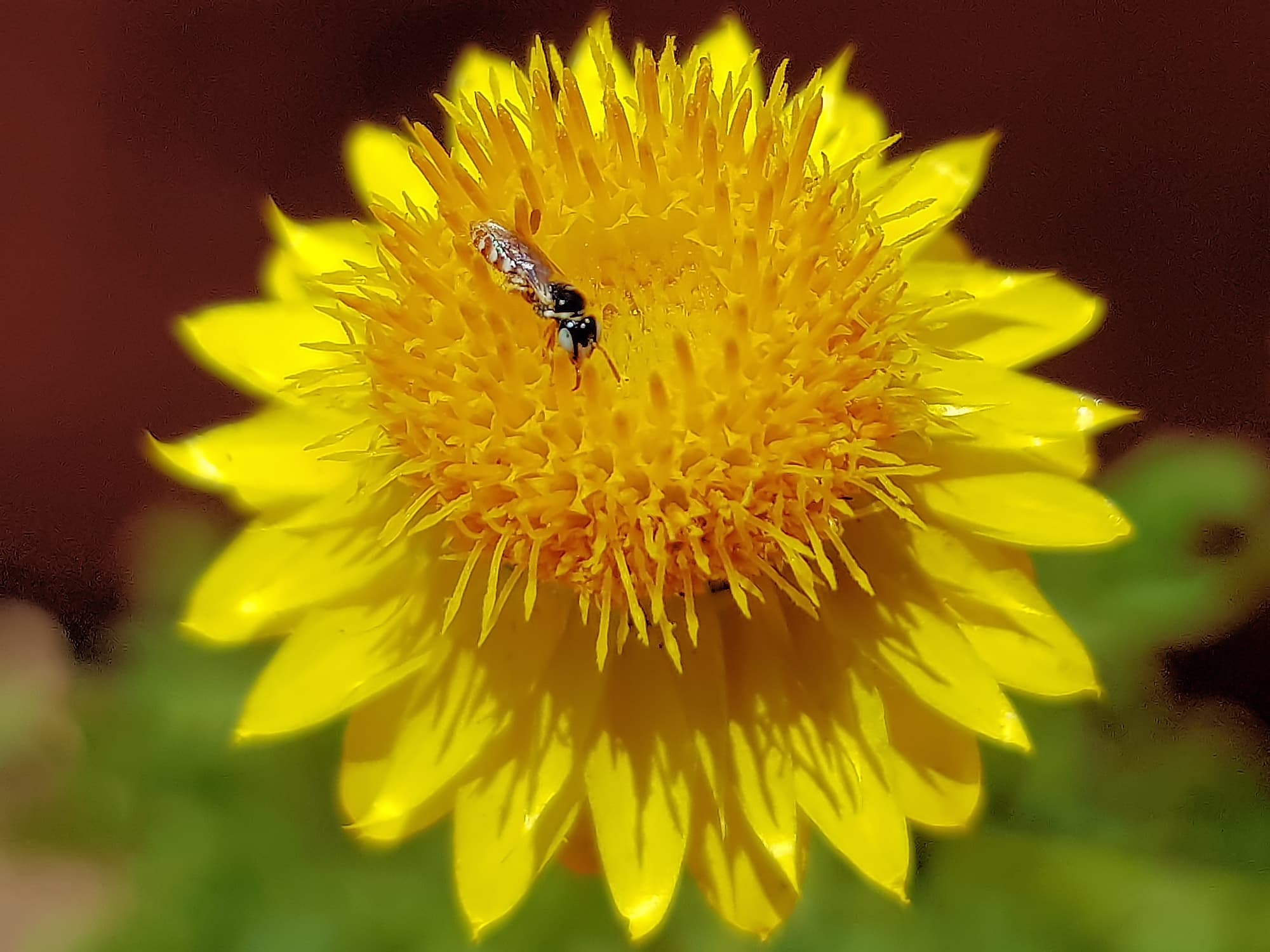 Exoneurella eremophila Bee – Ausemade