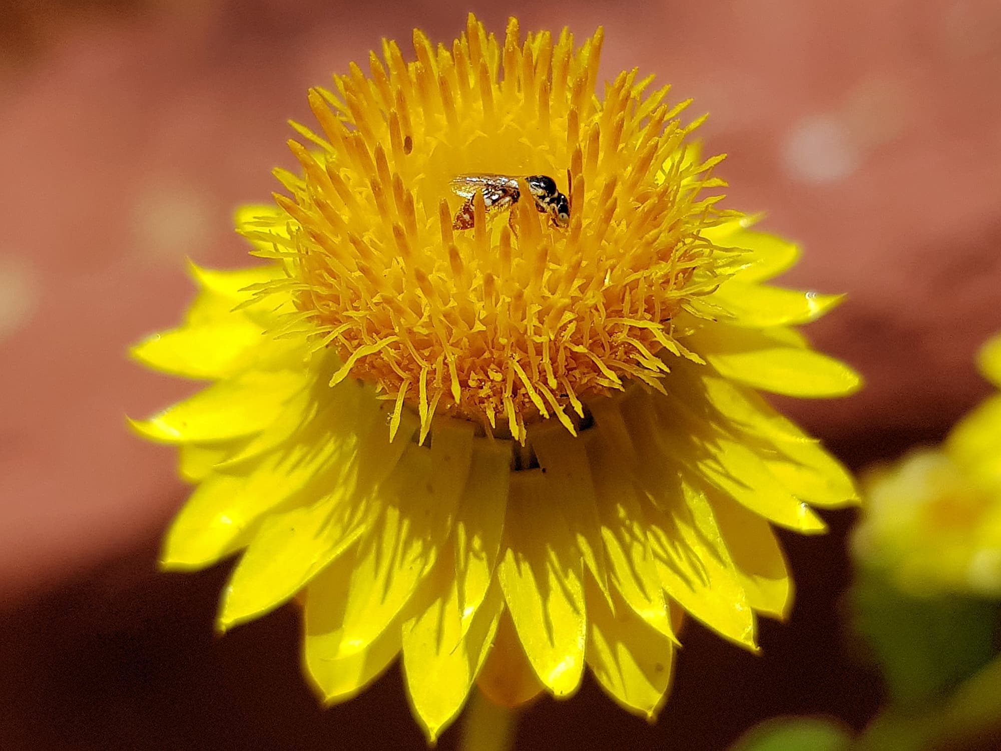 Exoneurella eremophila Bee – Ausemade