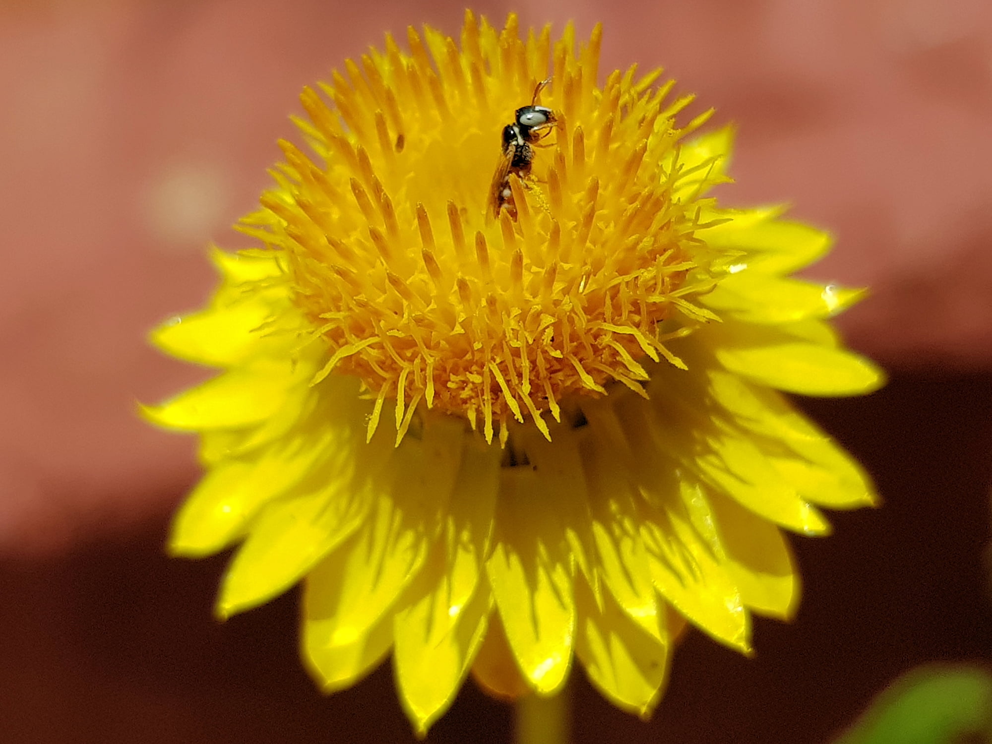 Exoneurella eremophila Bee – Ausemade