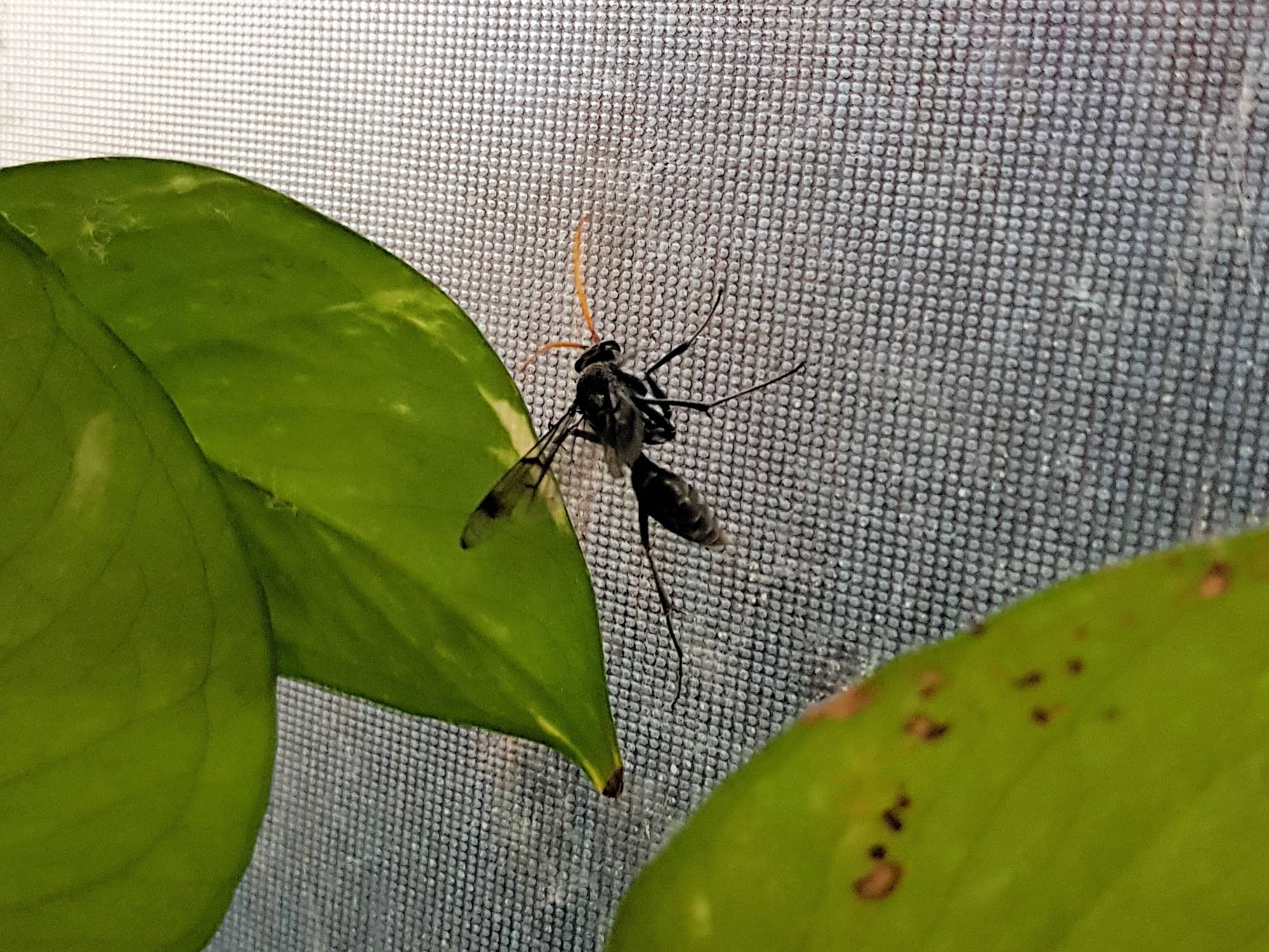 Fabriogenia sp – Ausemade