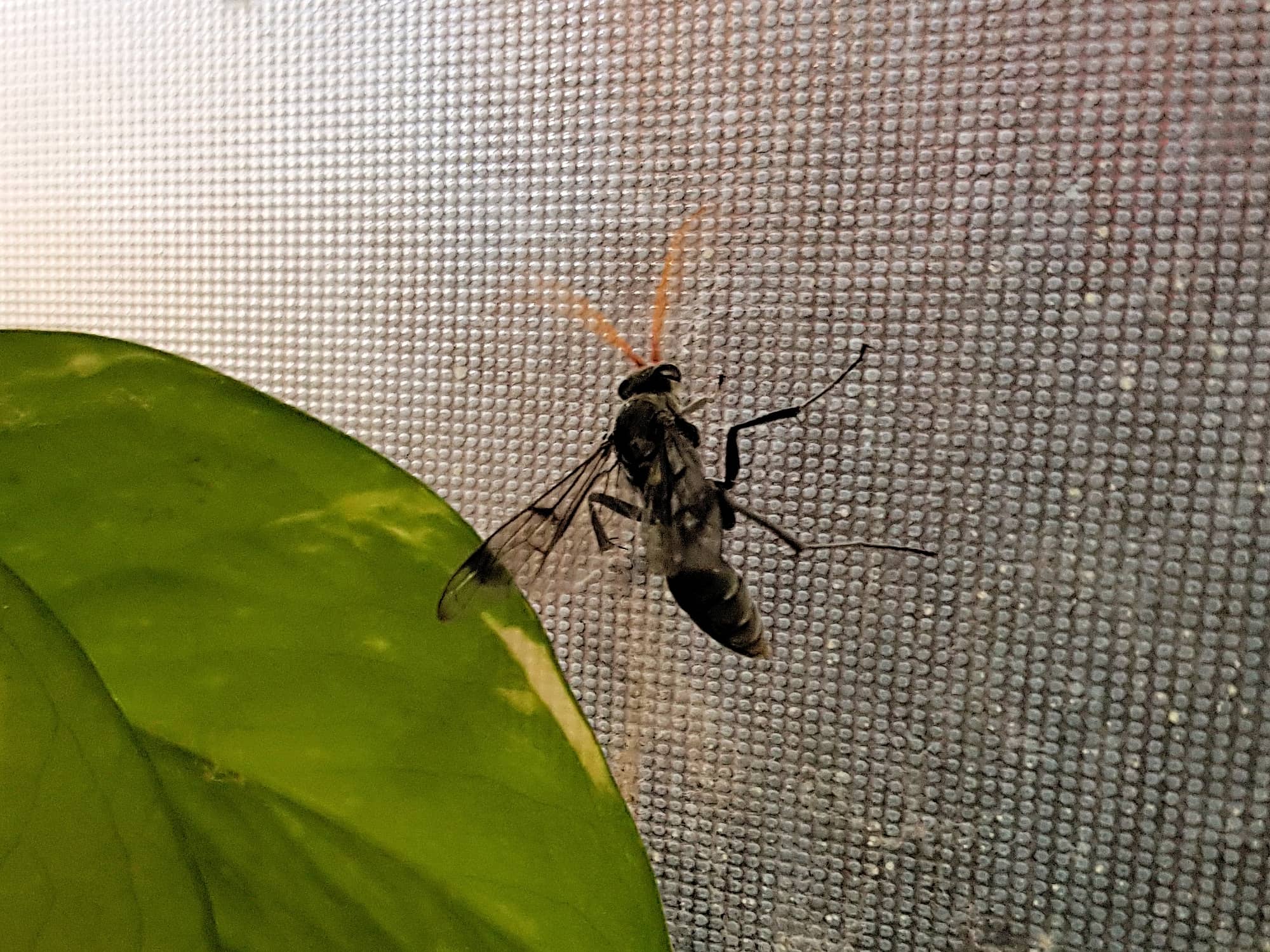 Fabriogenia sp – Ausemade