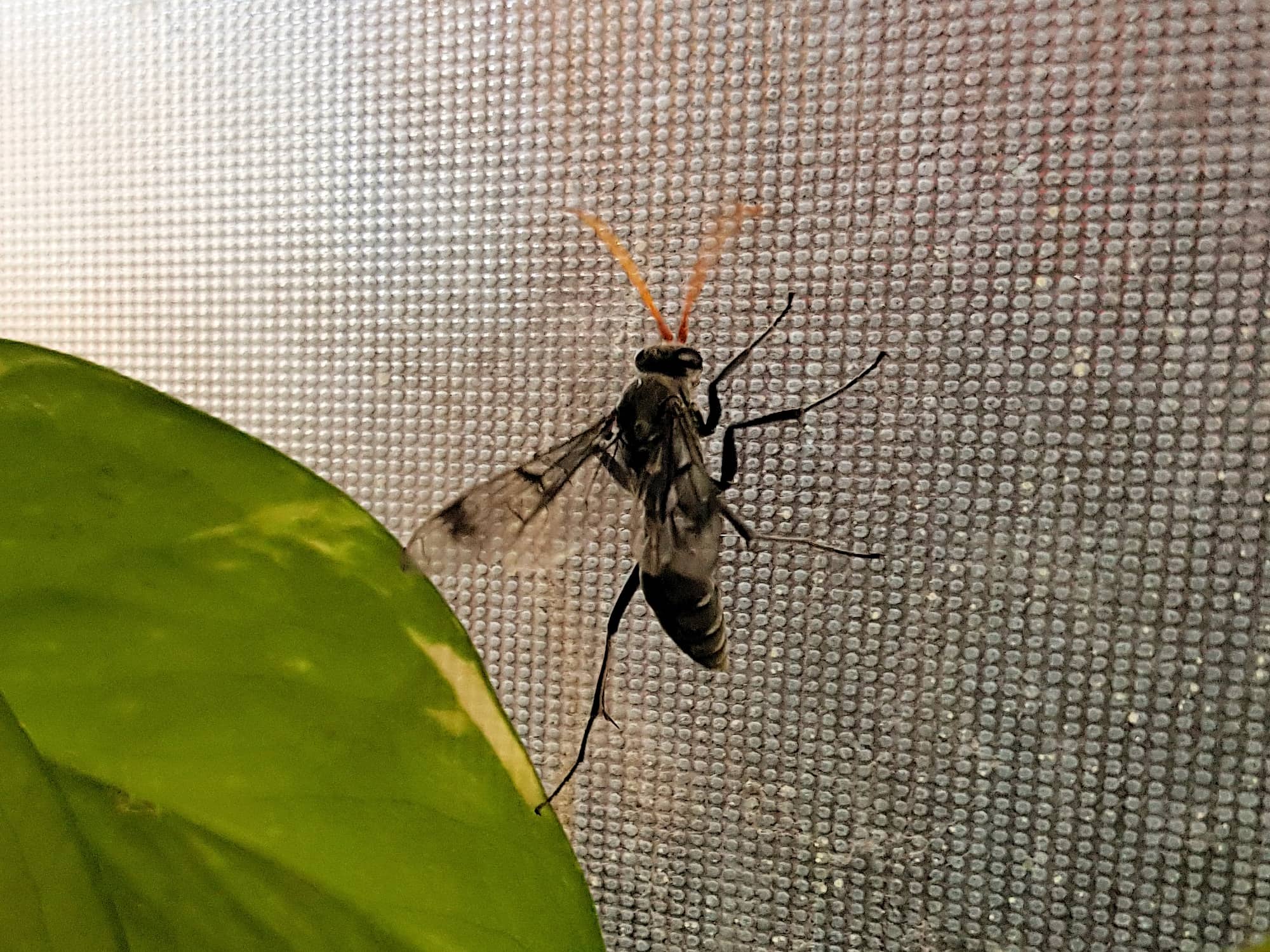 Fabriogenia sp – Ausemade