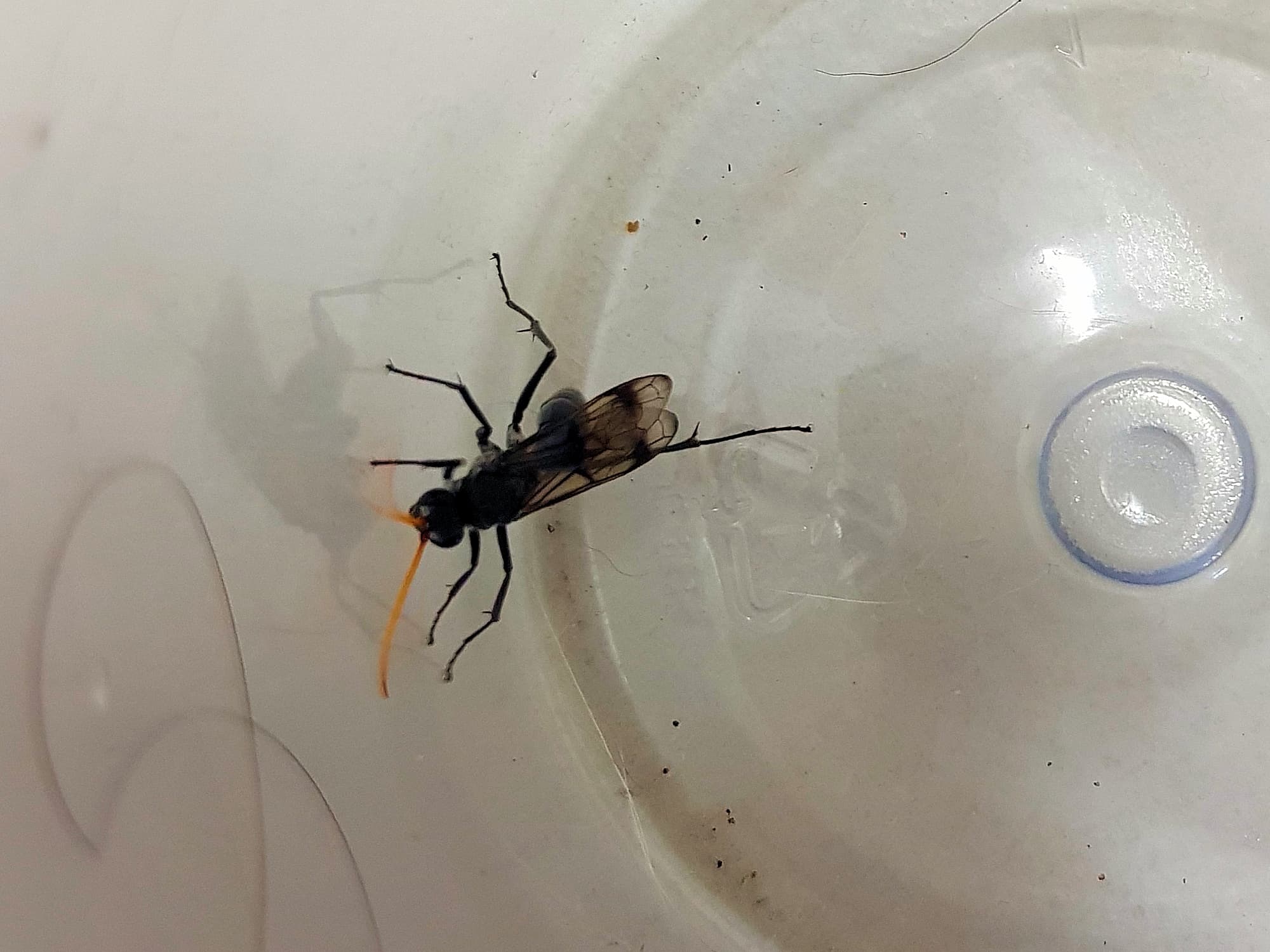 Fabriogenia sp – Ausemade