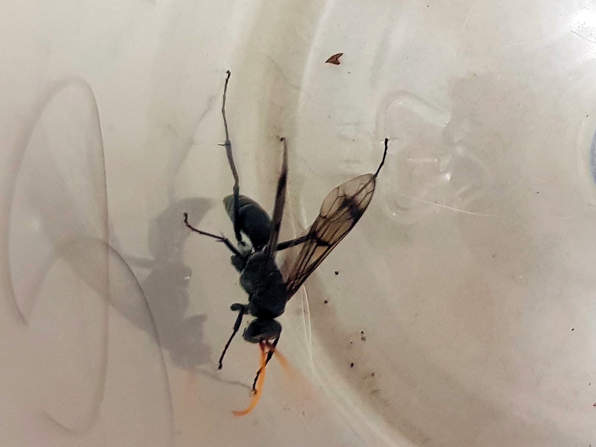 Fabriogenia sp – Ausemade