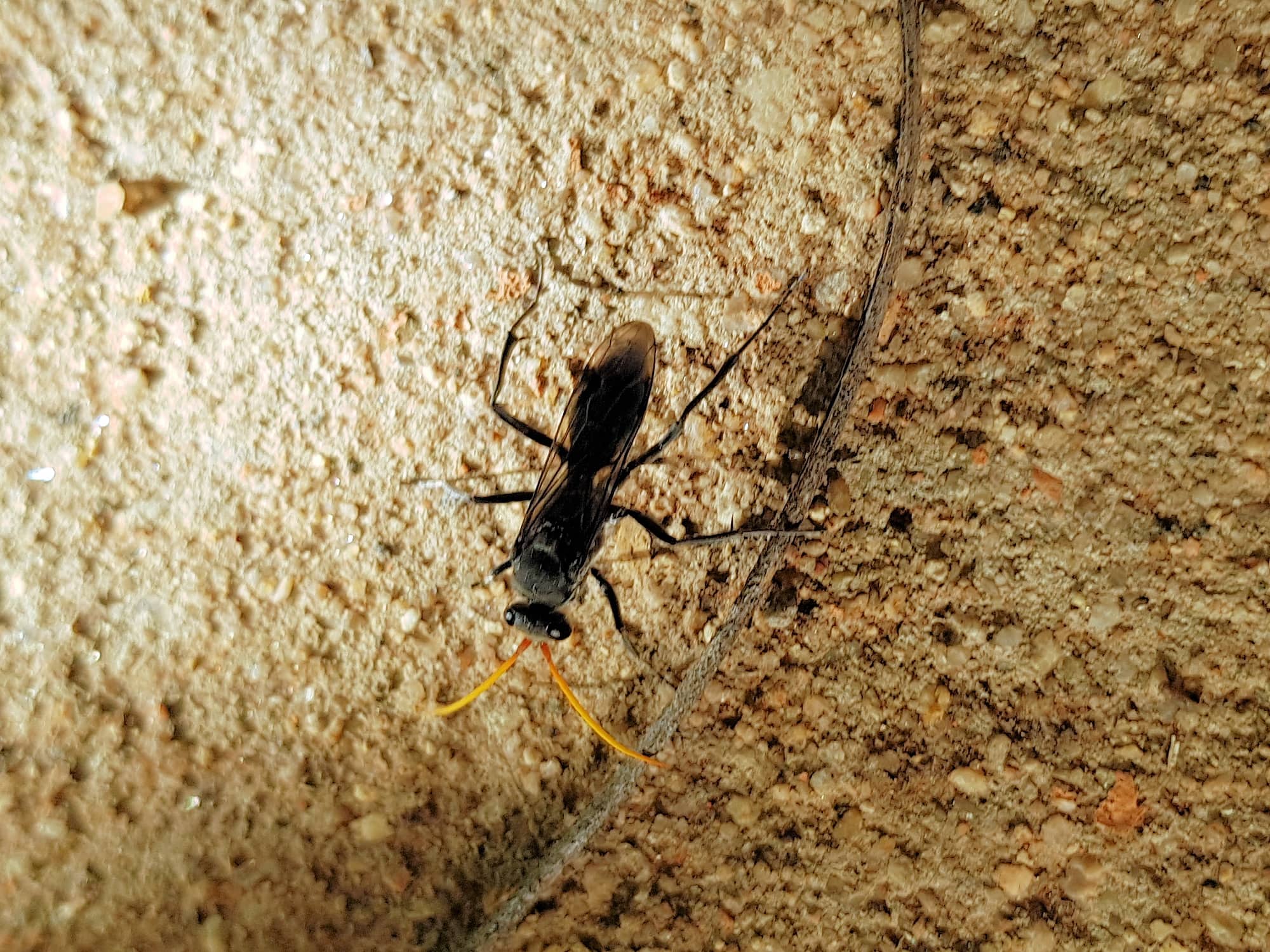 Fabriogenia sp – Ausemade