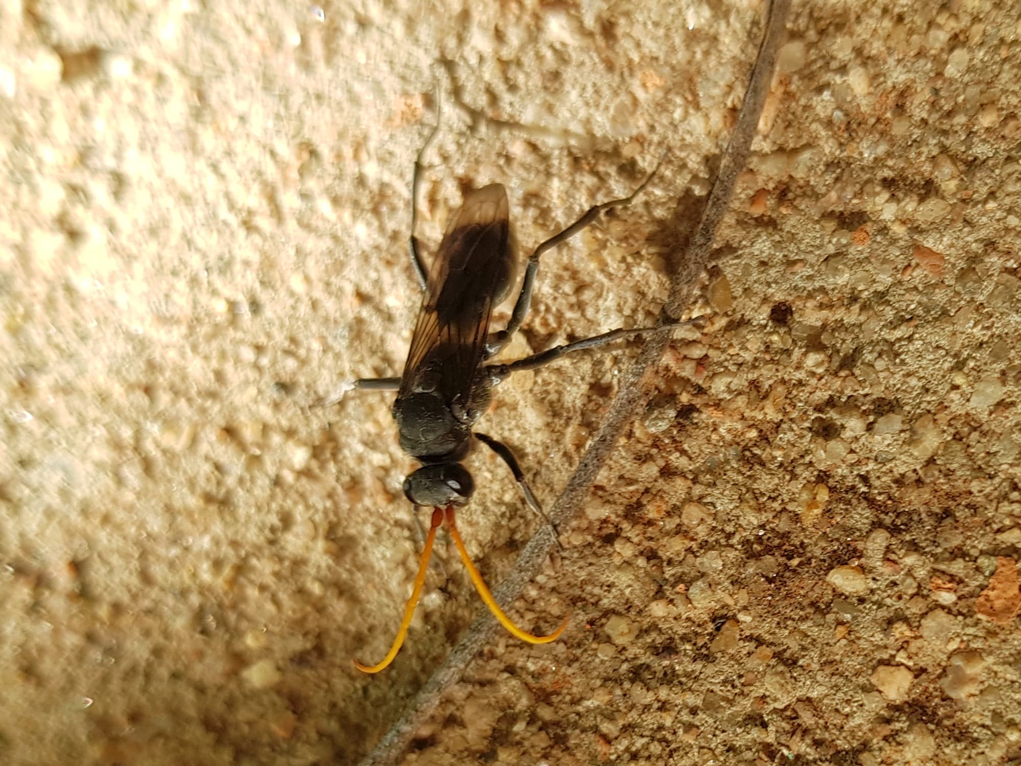 Fabriogenia sp – Ausemade