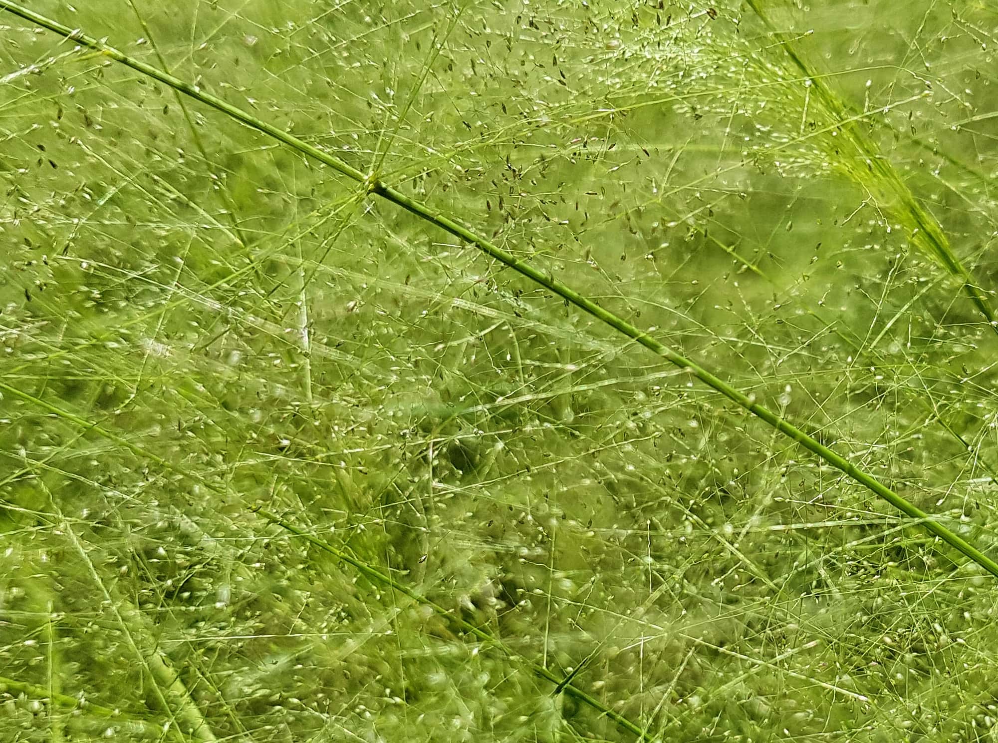 Fairy Grass (Sporobolus caroli) – Ausemade