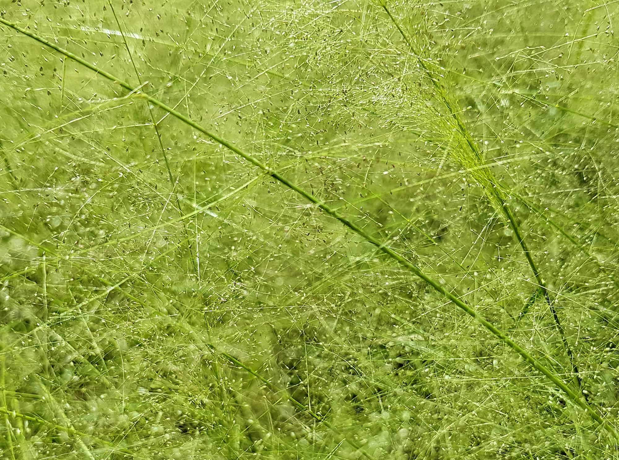 Fairy Grass (Sporobolus caroli) – Ausemade