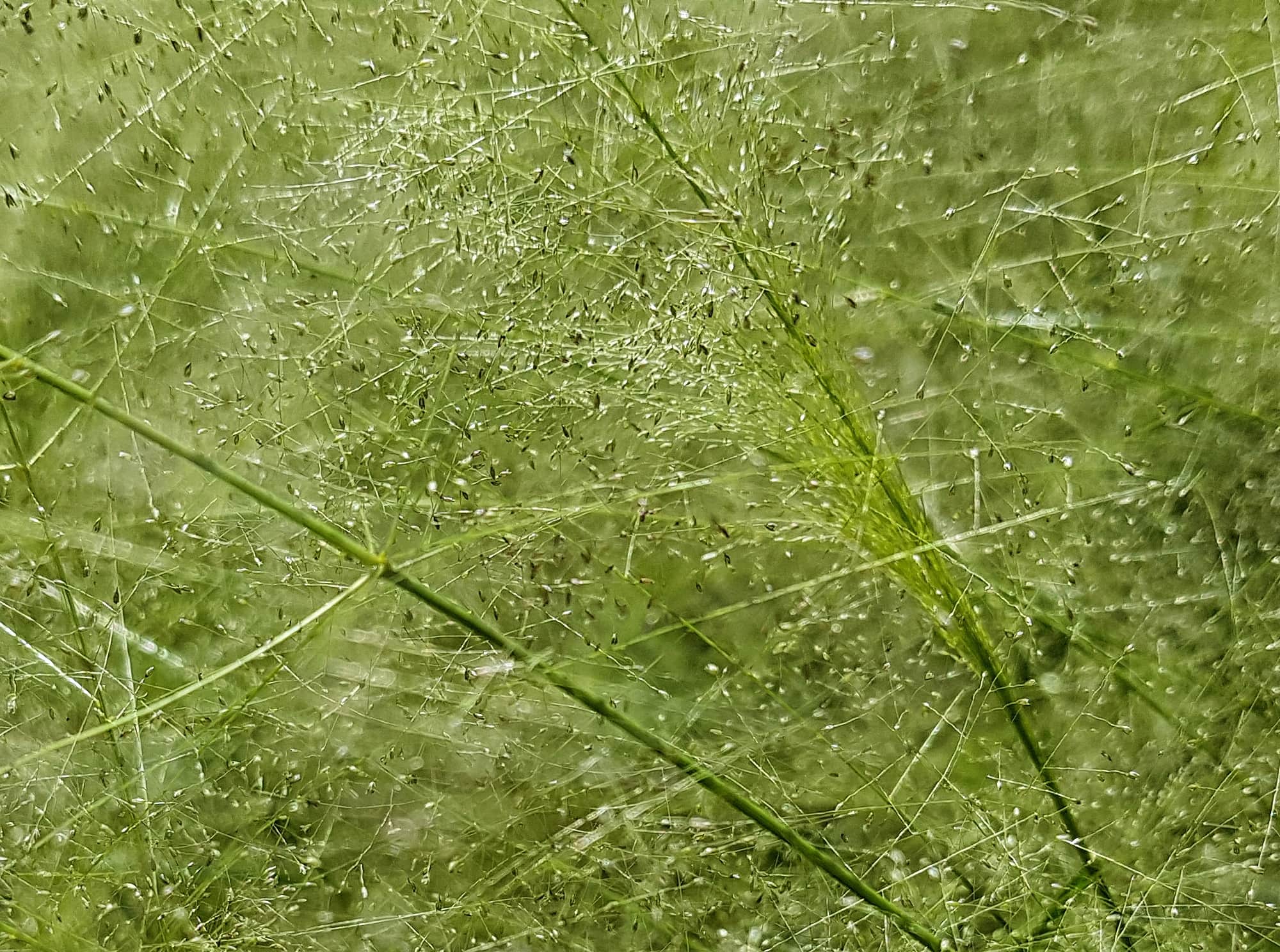 Fairy Grass (Sporobolus caroli) – Ausemade