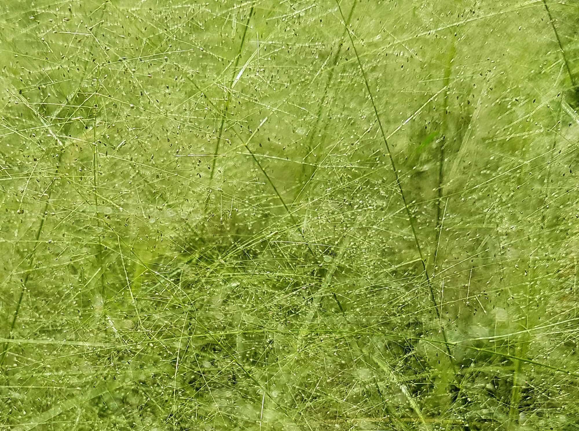 Fairy Grass (Sporobolus caroli) – Ausemade