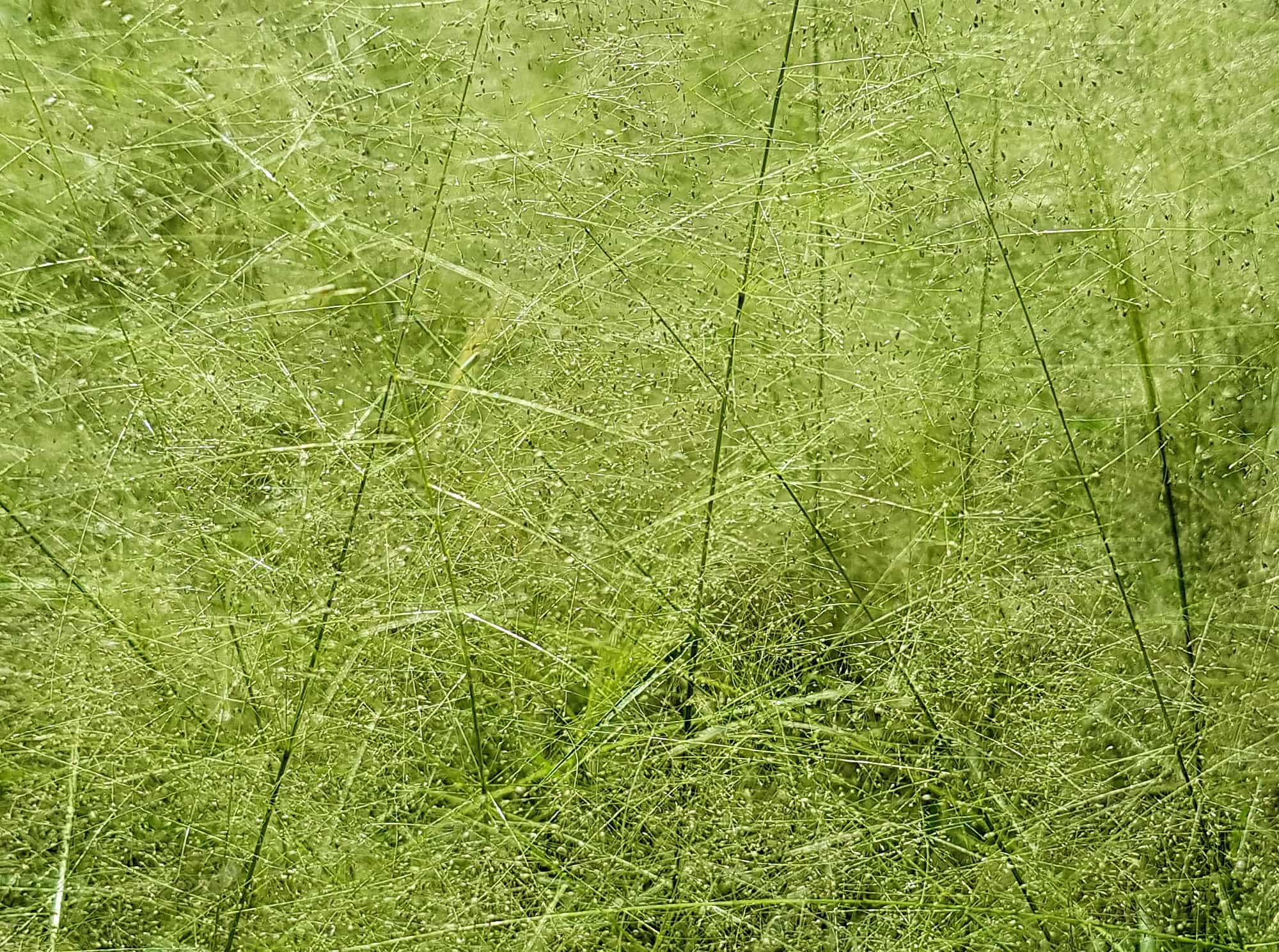 Fairy Grass (Sporobolus caroli) – Ausemade