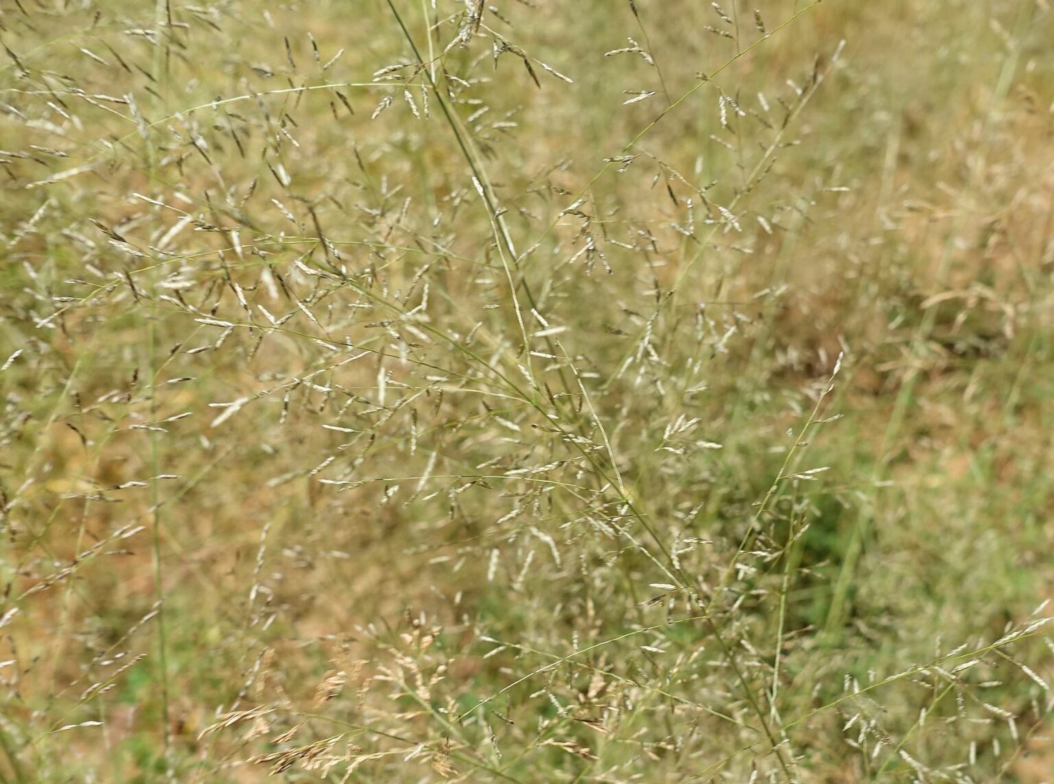 Fairy Grass (Sporobolus caroli) – Ausemade