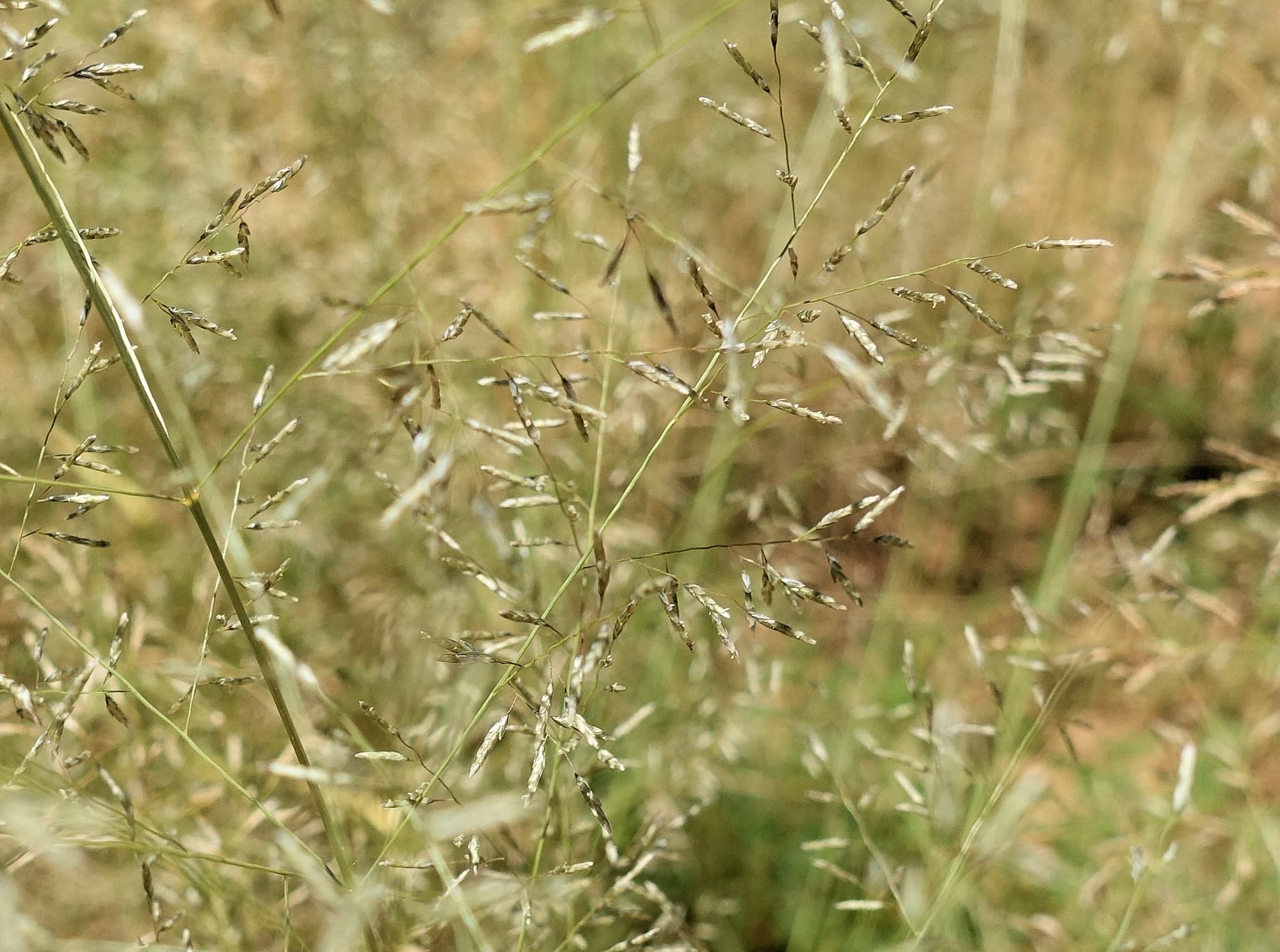 Fairy Grass (Sporobolus caroli) – Ausemade