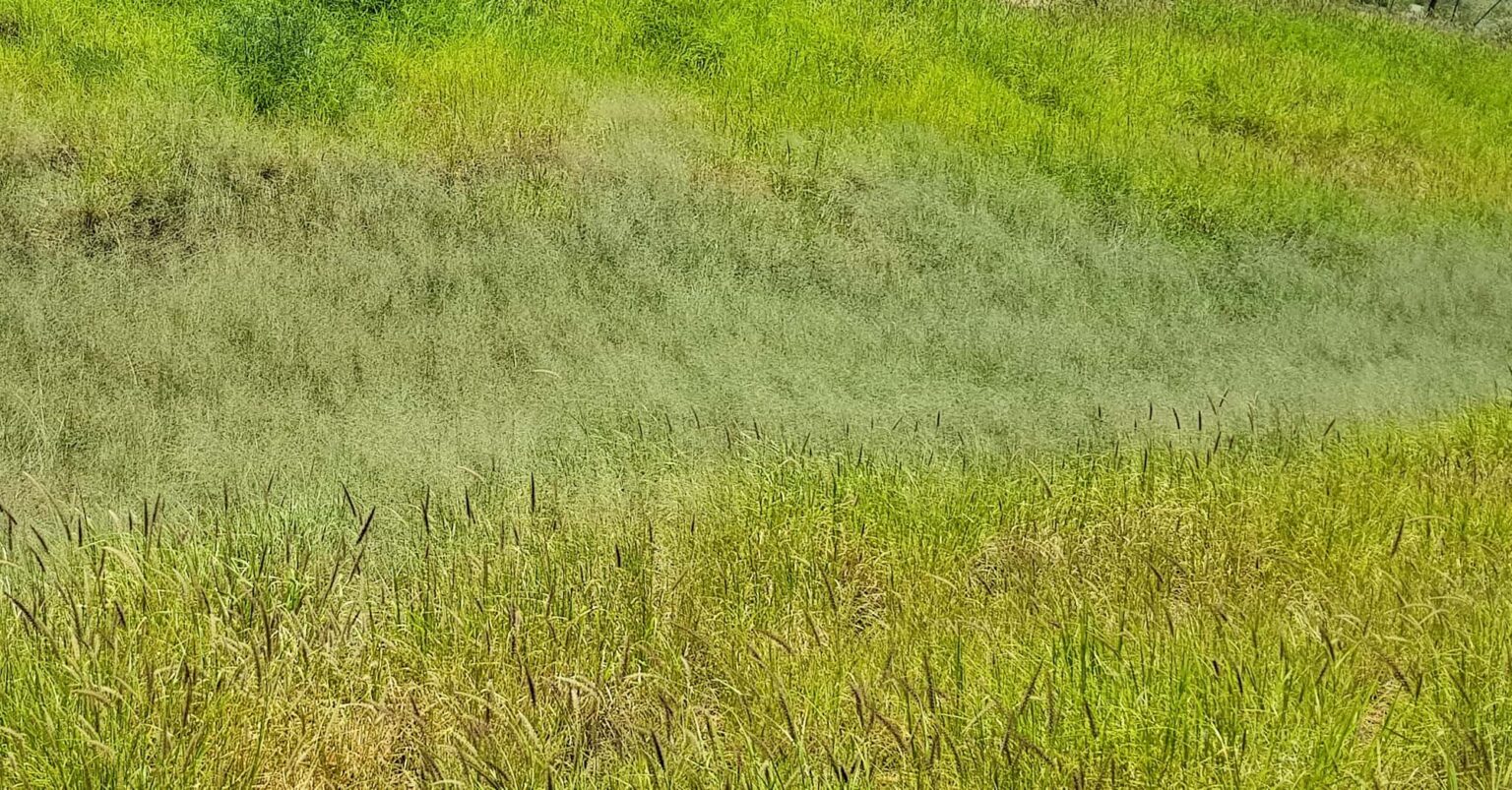Buffel Grass (Cenchrus ciliaris) – Ausemade