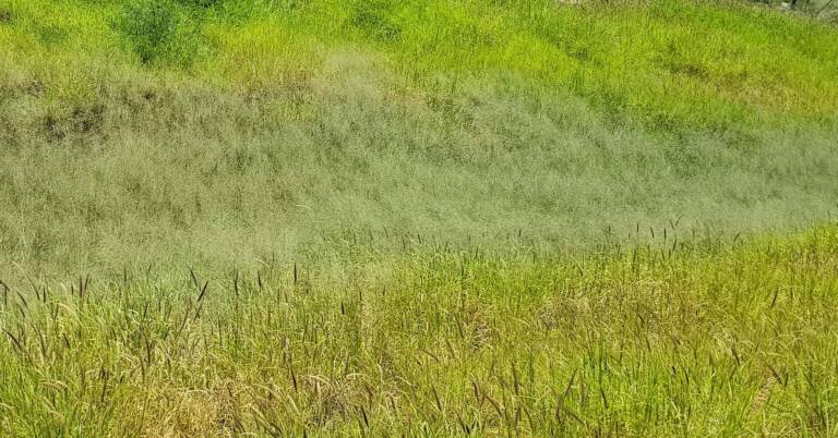 Buffel Grass (Cenchrus ciliaris) – Ausemade