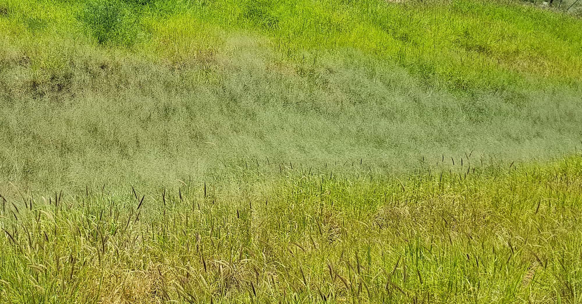 Buffel Grass (Cenchrus ciliaris) – Ausemade