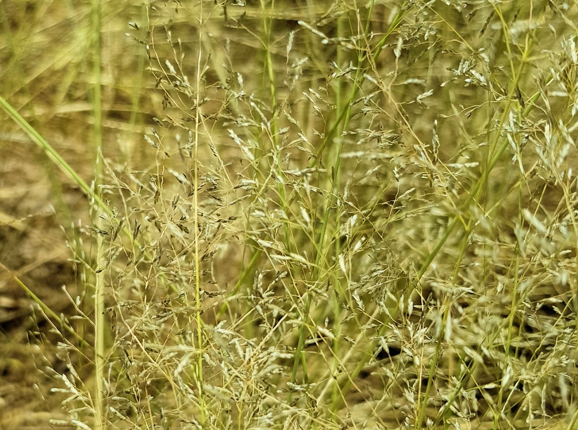 Fairy Grass (Sporobolus caroli) – Ausemade
