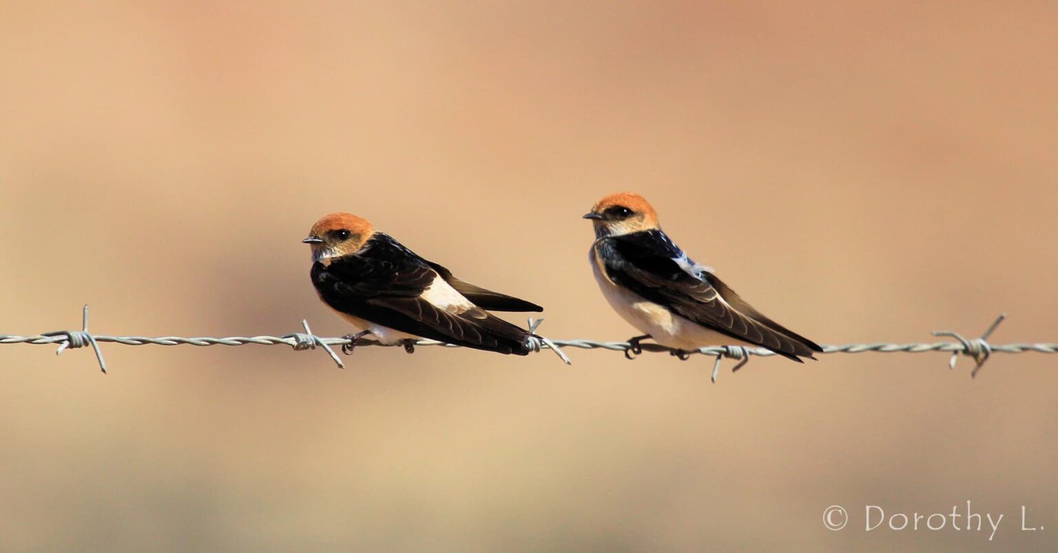 Fairy Martin – Ausemade