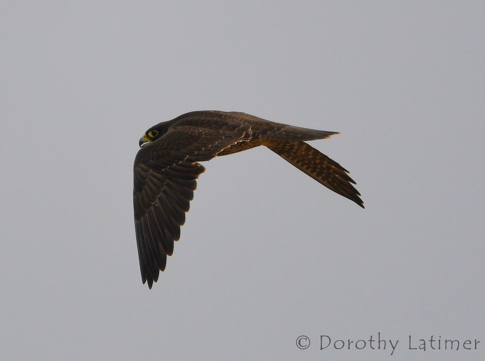 Peregrine Falcon – Ausemade