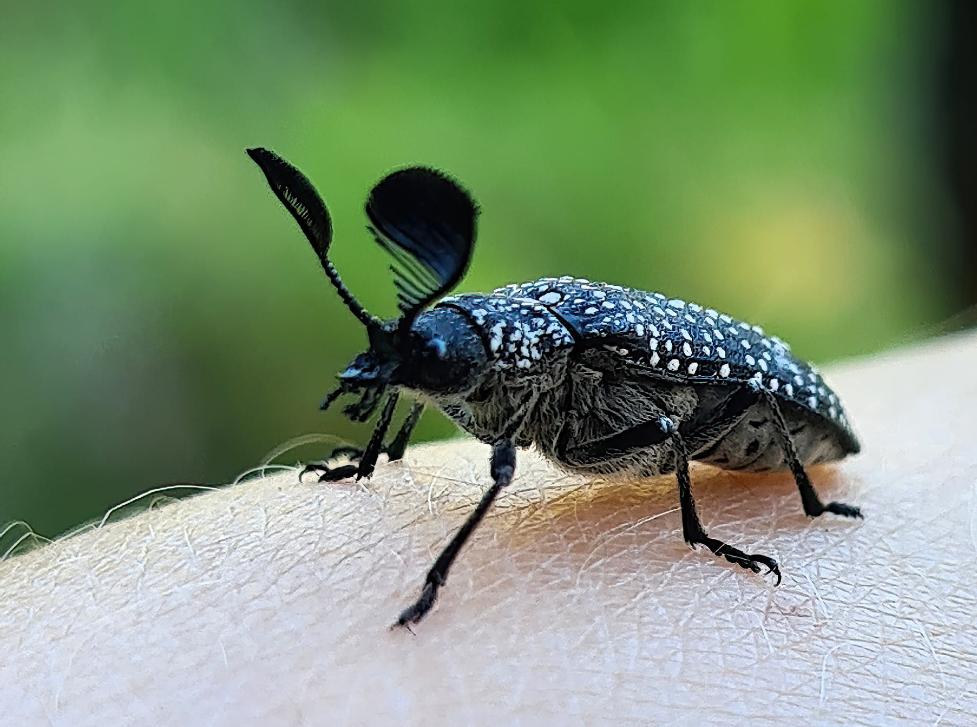 Feather-horned Beetle (Rhipicera carinata) – Ausemade