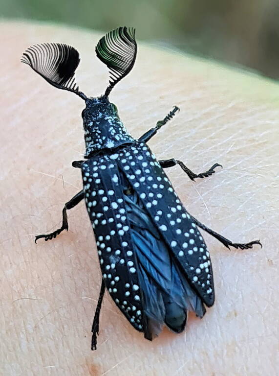 Feather-horned Beetle (Rhipicera carinata) – Ausemade