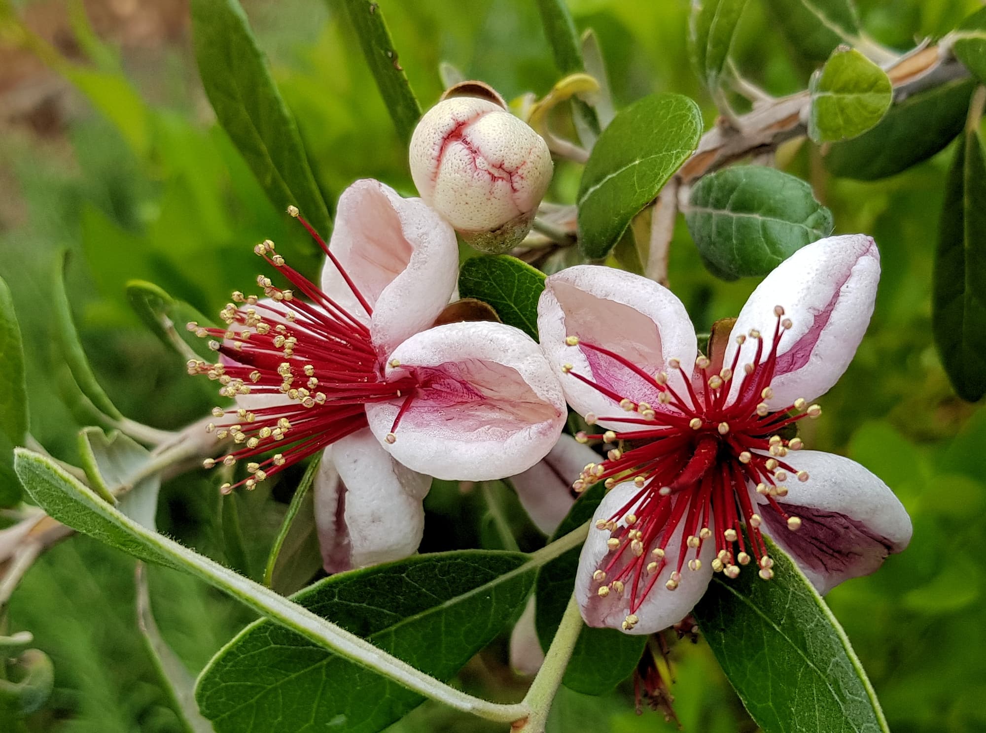 Feijoa sellowiana – Ausemade