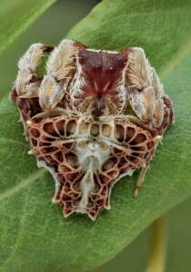 The beauty and the… – Ausemade