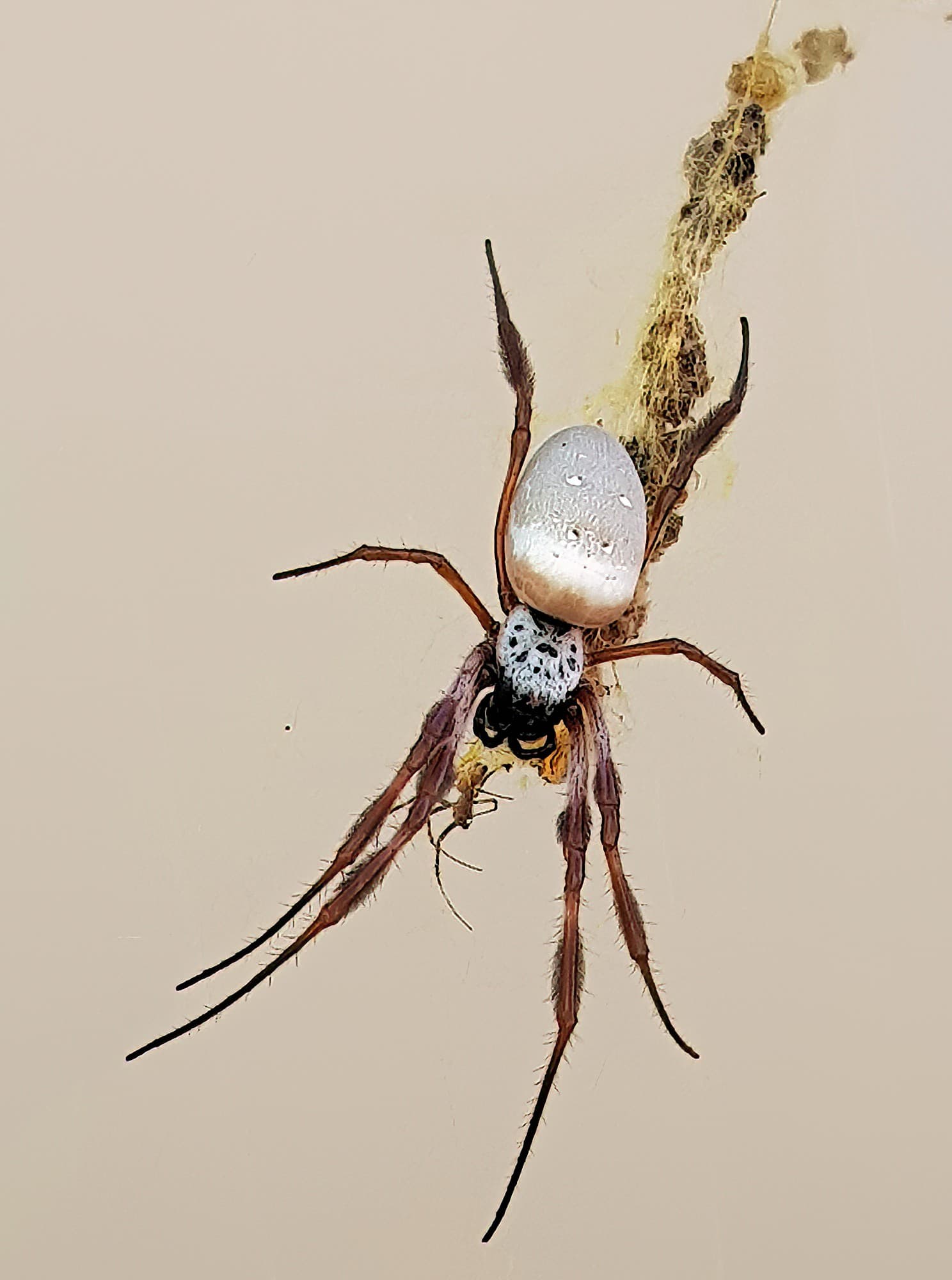 Golden Orb Weaver Web of Sex – Ausemade