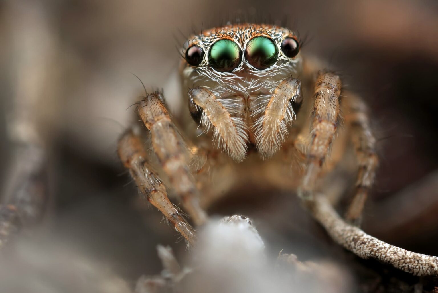 Maratus volans Female & Immature – Ausemade