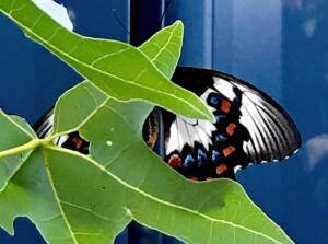 Orchard Swallowtail Butterfly – Ausemade