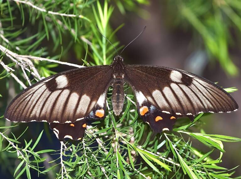 Orchard Swallowtail Butterfly – Ausemade