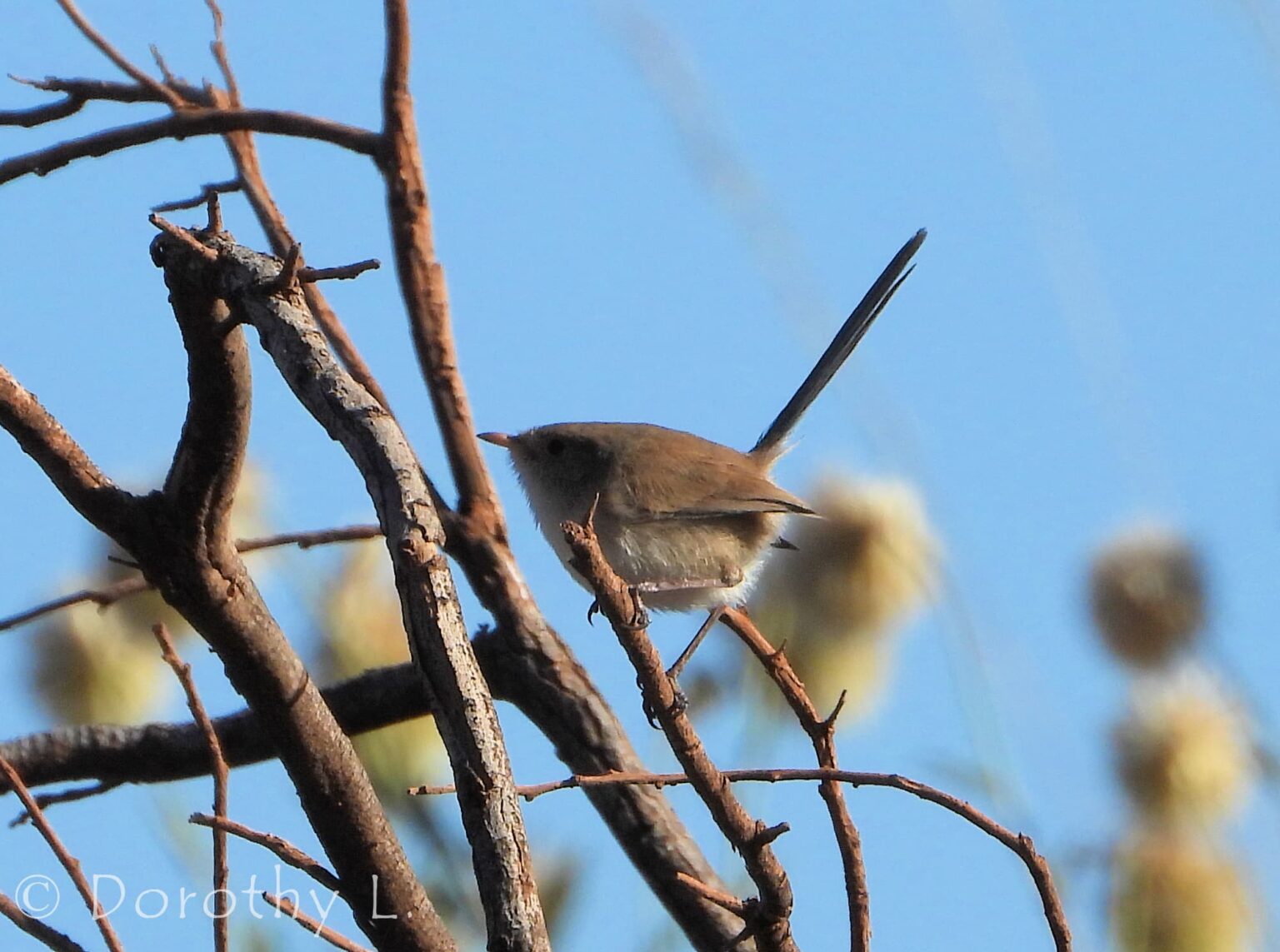 White-winged Fairywren – Ausemade