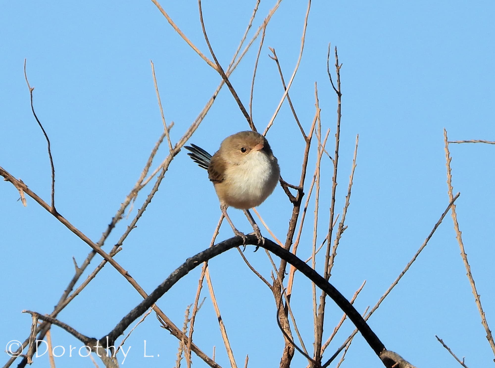 White-winged Fairywren – Ausemade