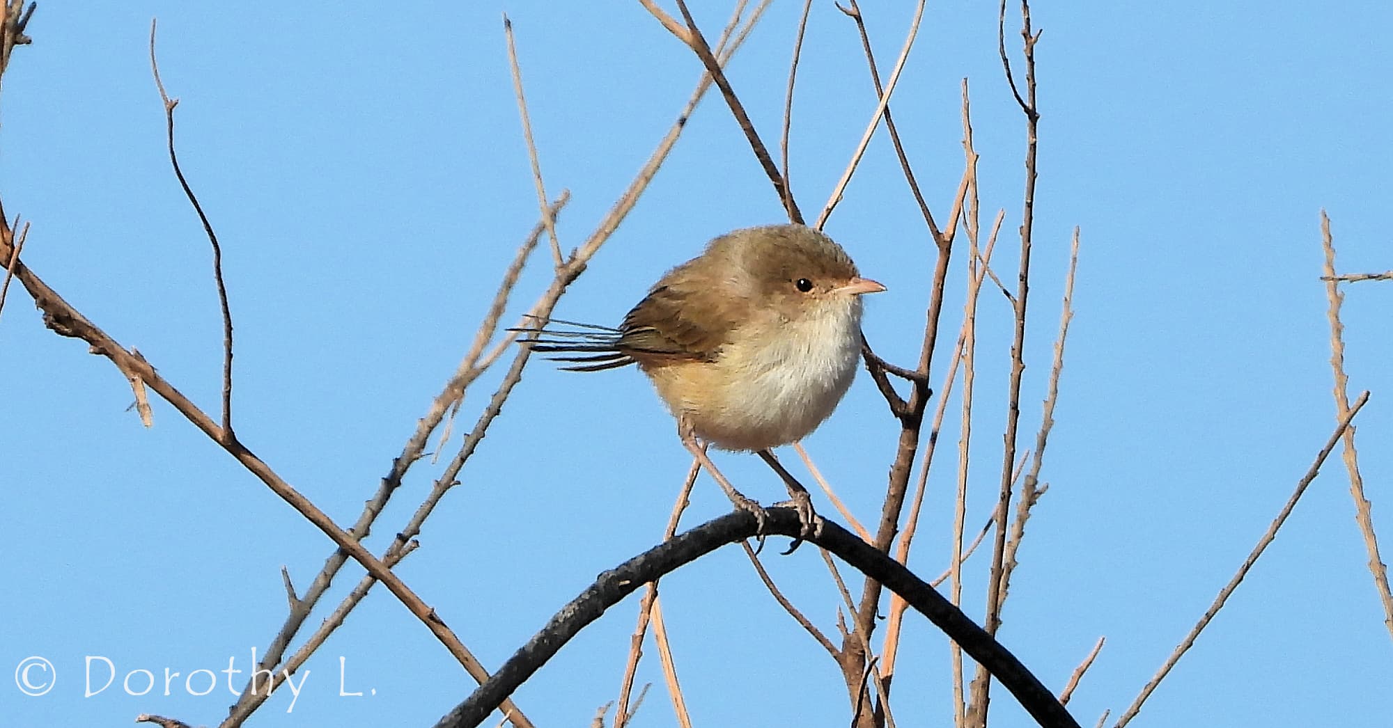 White-winged Fairywren – Ausemade