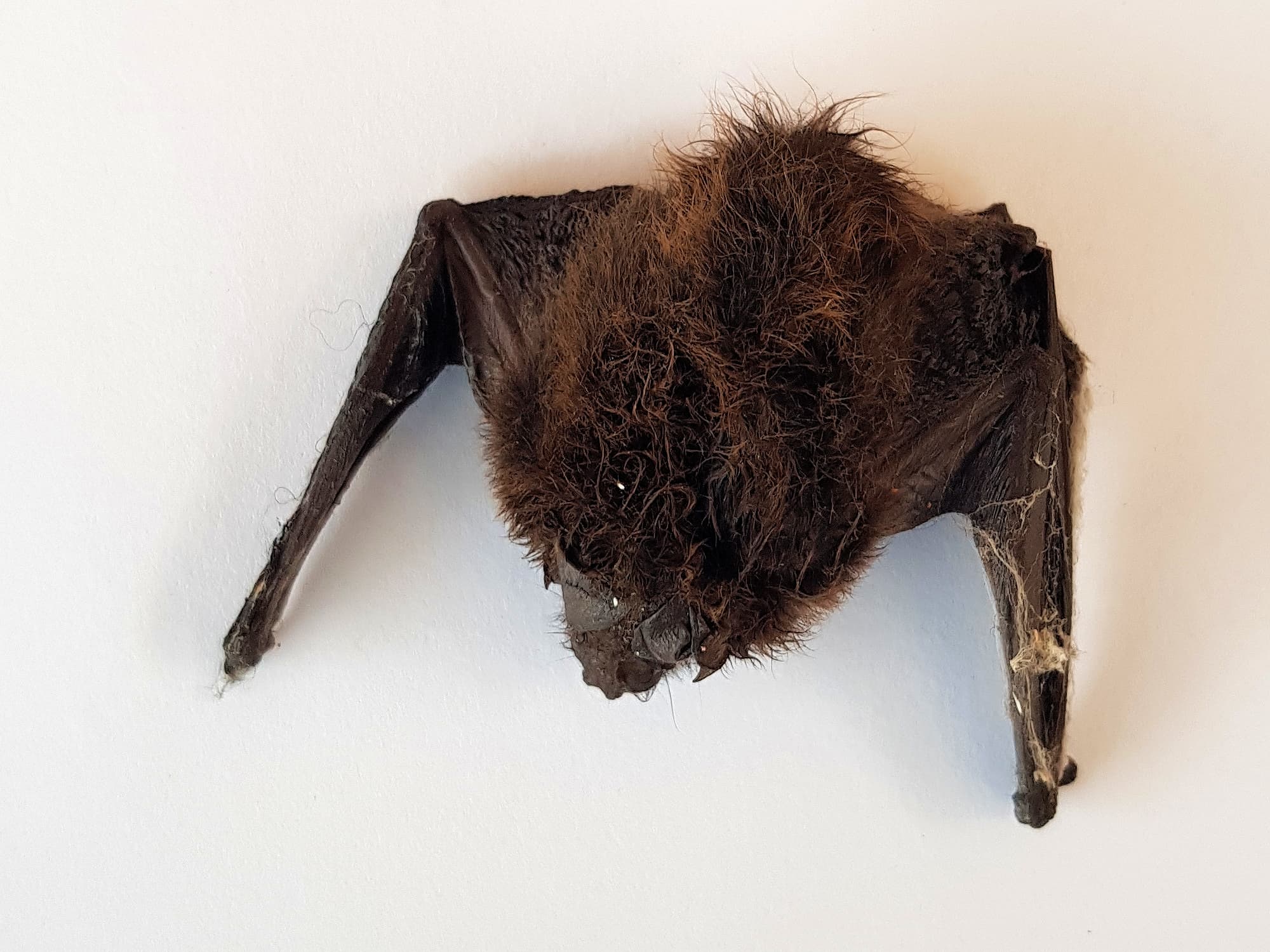 Finlayson’s Cave Bat (Vespadelus finlaysoni) – Ausemade