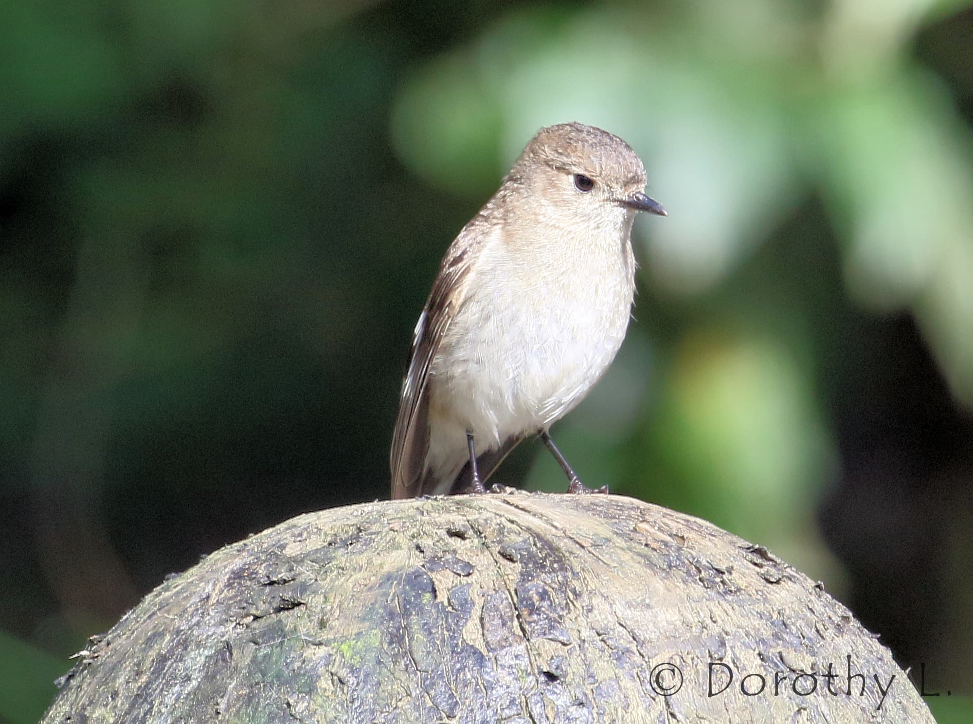 Flame Robin – Ausemade