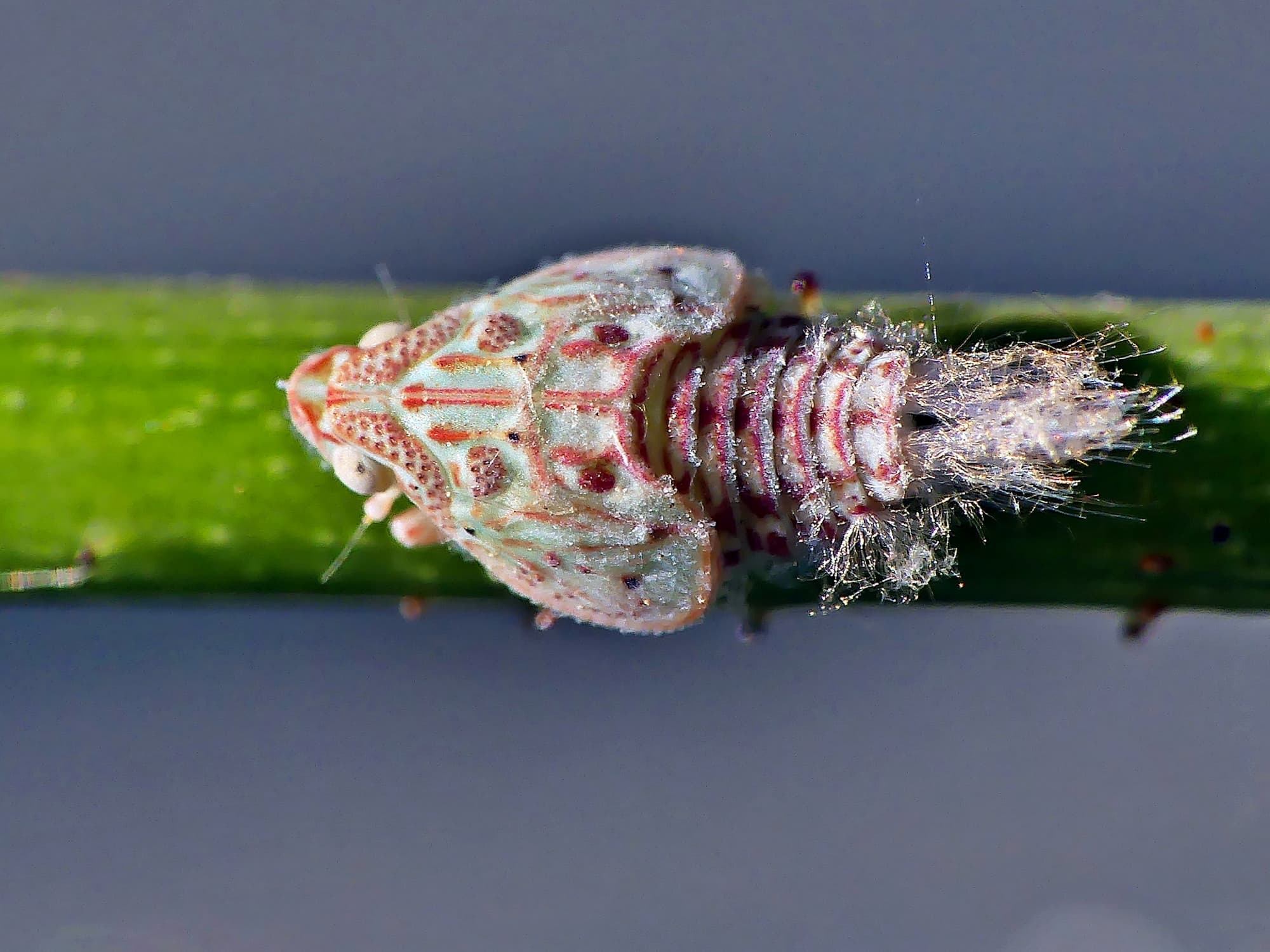 Flatidae – Ausemade