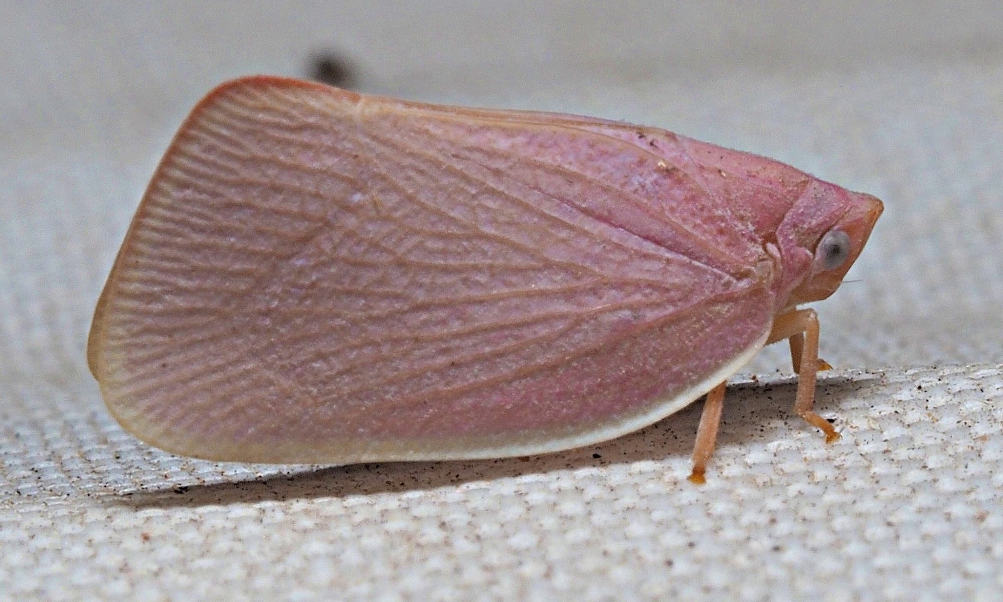 Flatidae – Ausemade