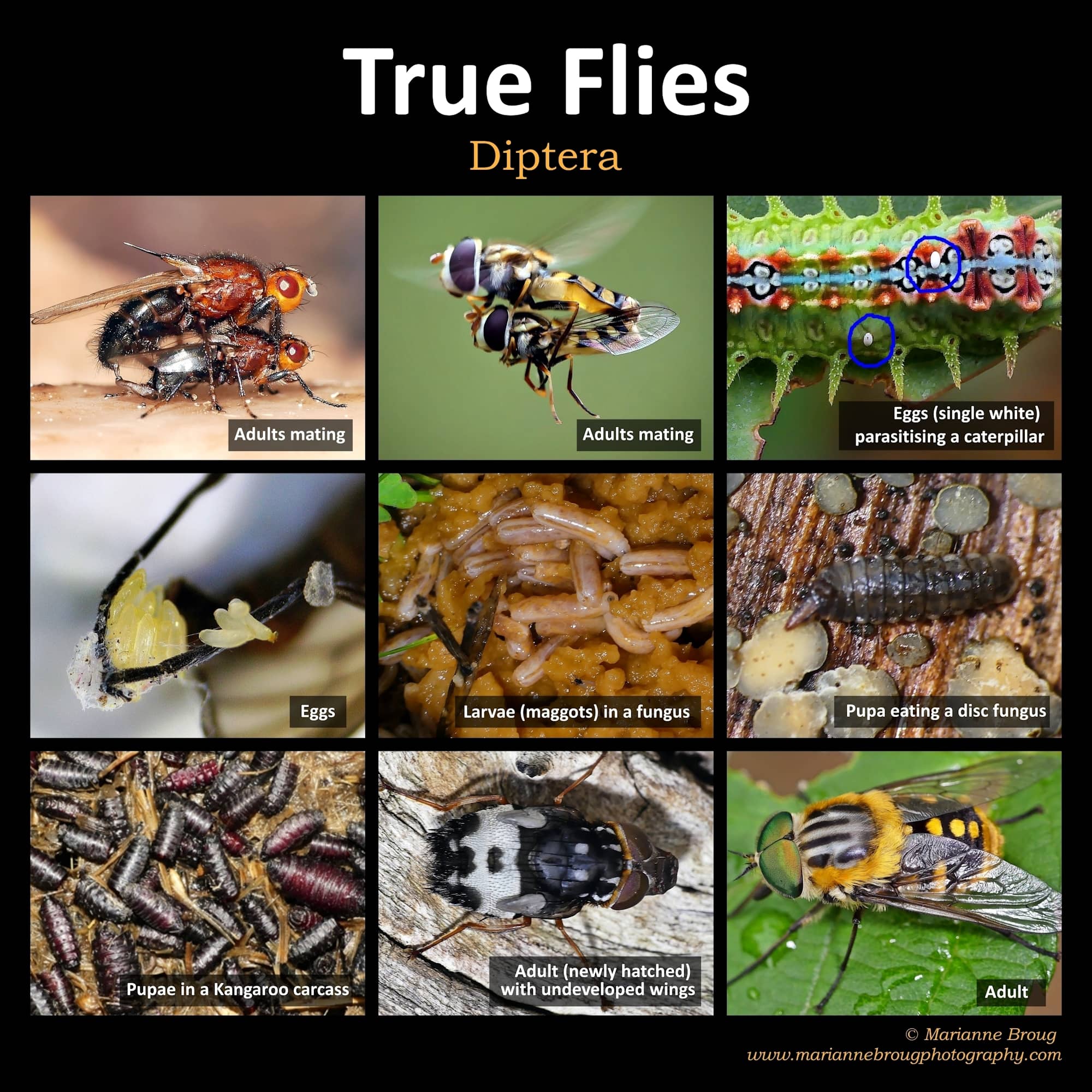 Insects Life Cycle… – Ausemade