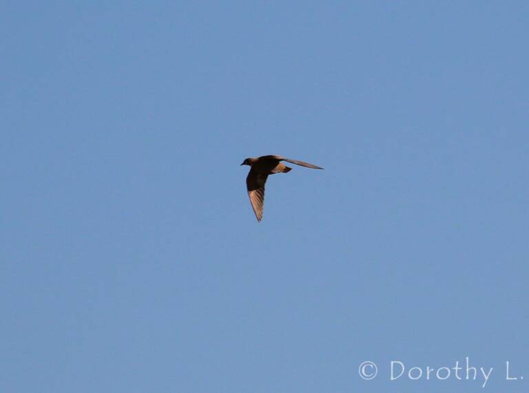 Flock Bronzewing – flight – Ausemade