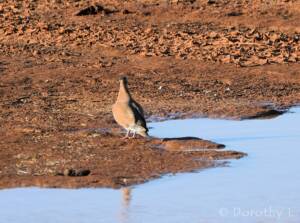 Flock Bronzewing – Ausemade
