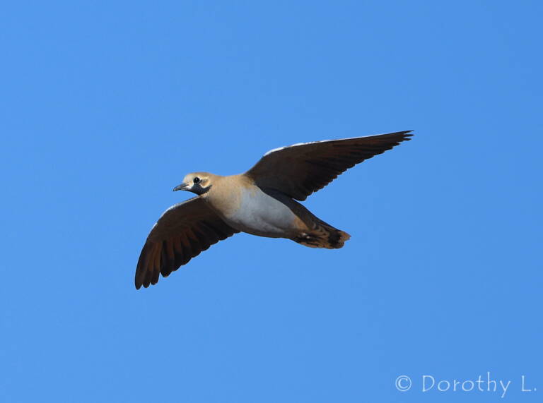 Flock Bronzewing – flight – Ausemade