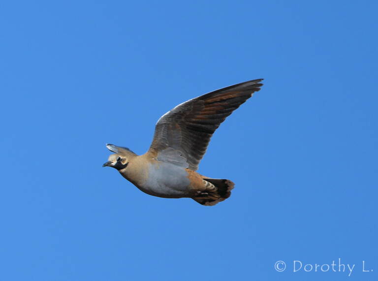 Flock Bronzewing – flight – Ausemade