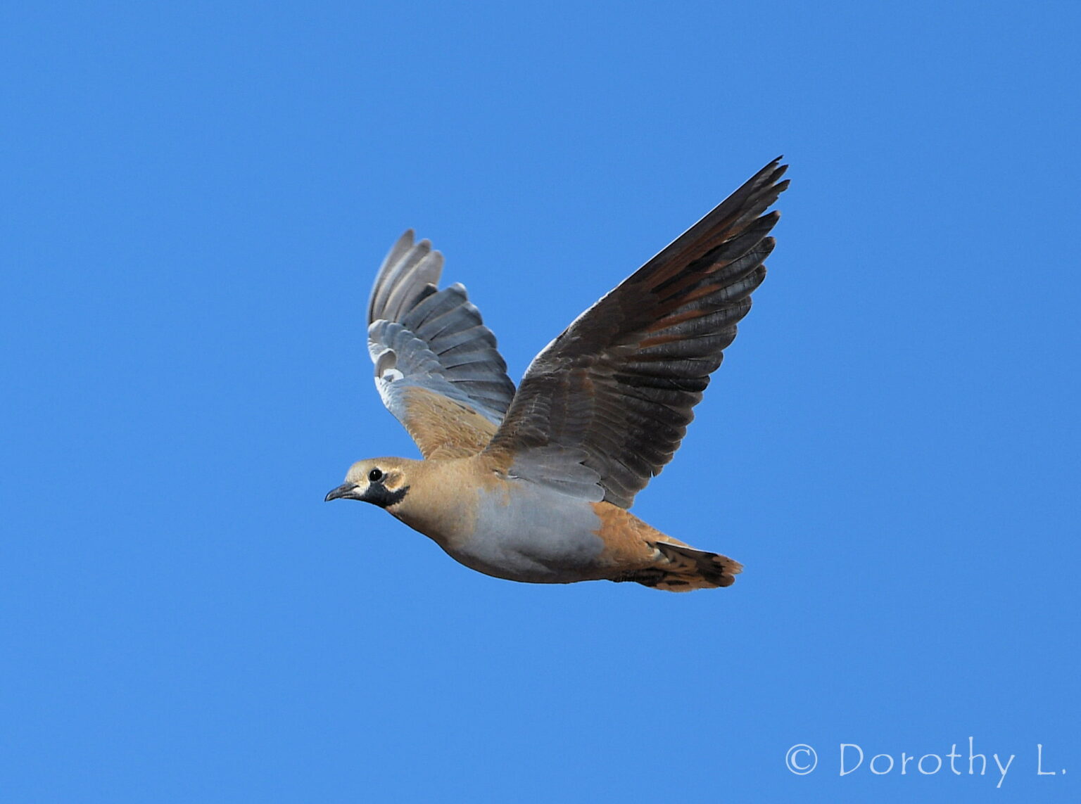 Flock Bronzewing – flight – Ausemade