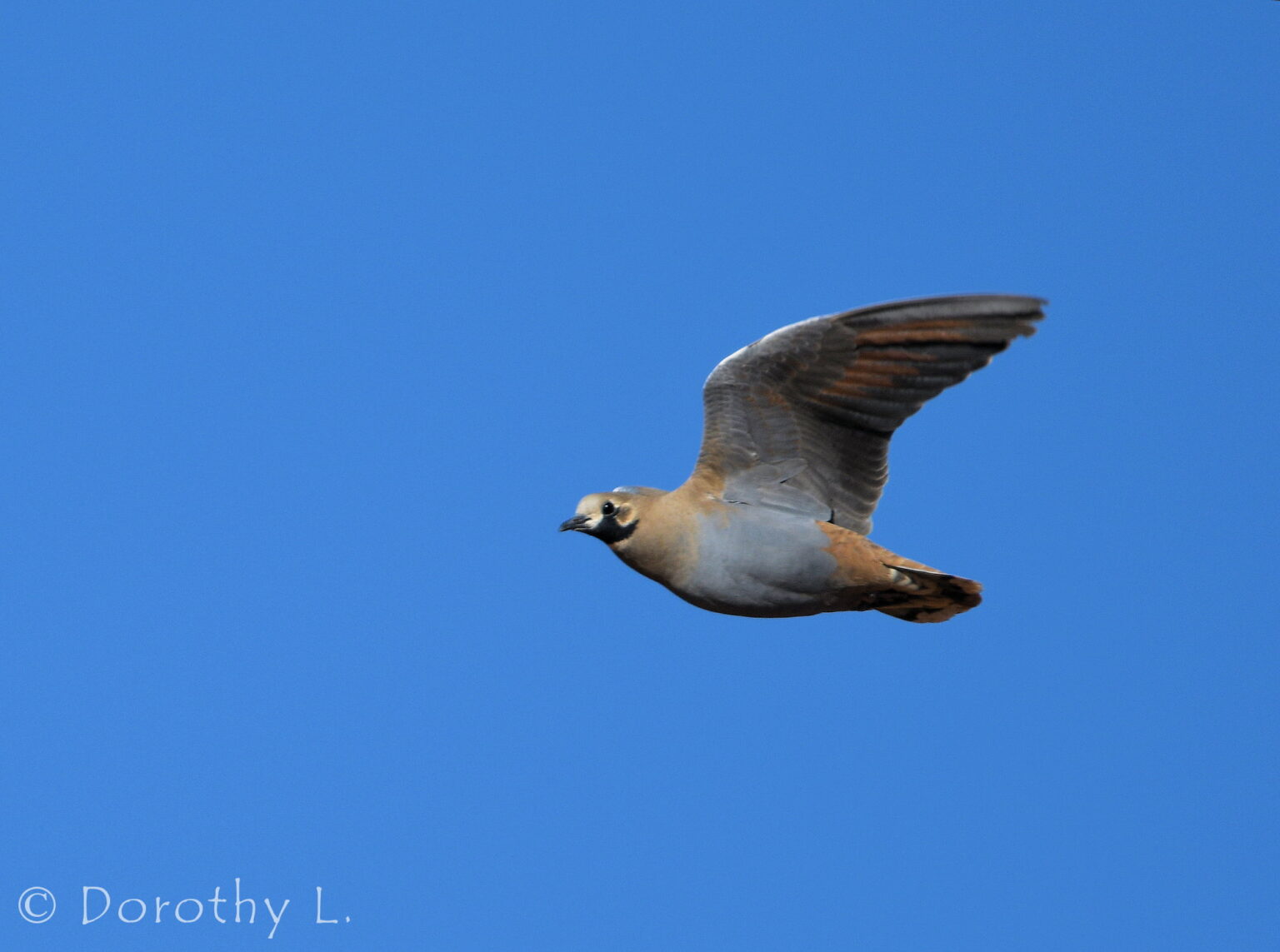 Flock Bronzewing – flight – Ausemade