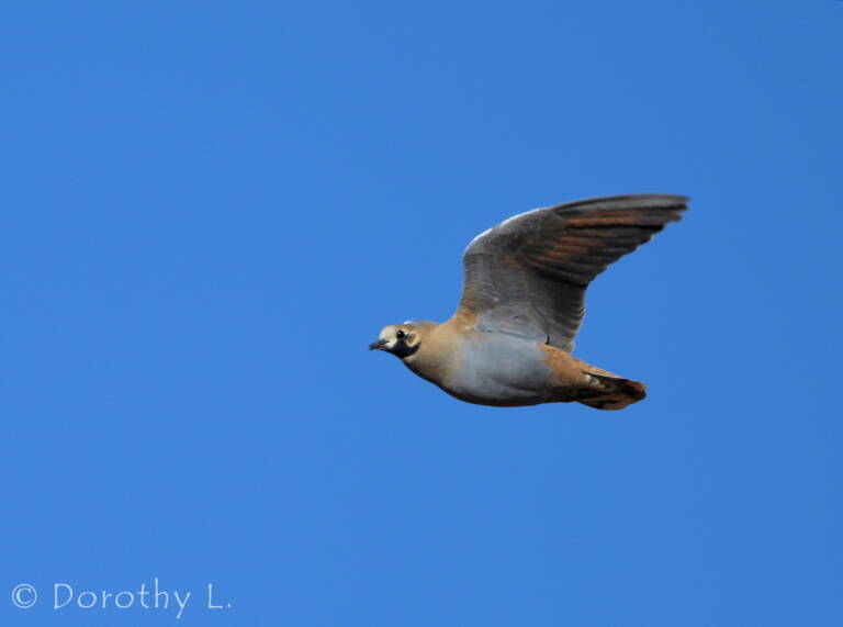 Flock Bronzewing – flight – Ausemade