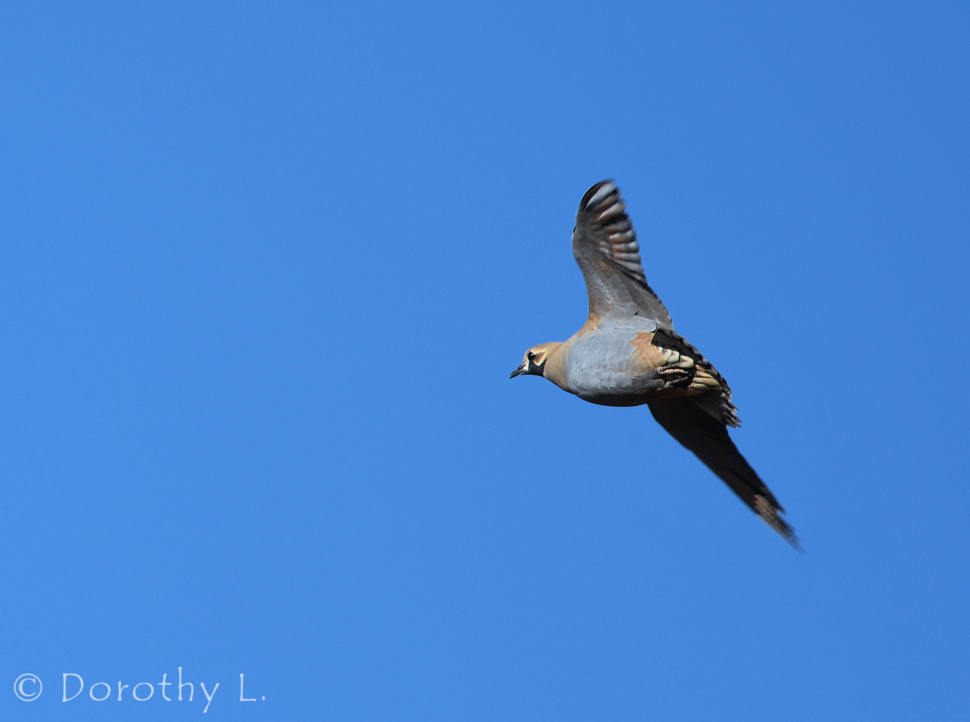 Flock Bronzewing – flight – Ausemade