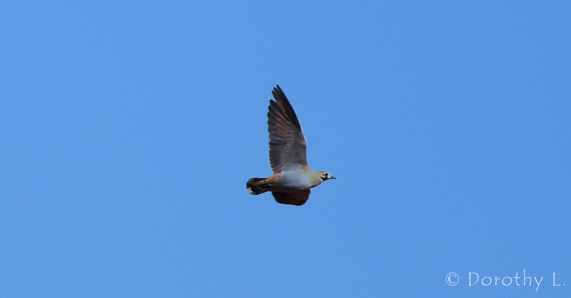 Flock Bronzewing – flight – Ausemade